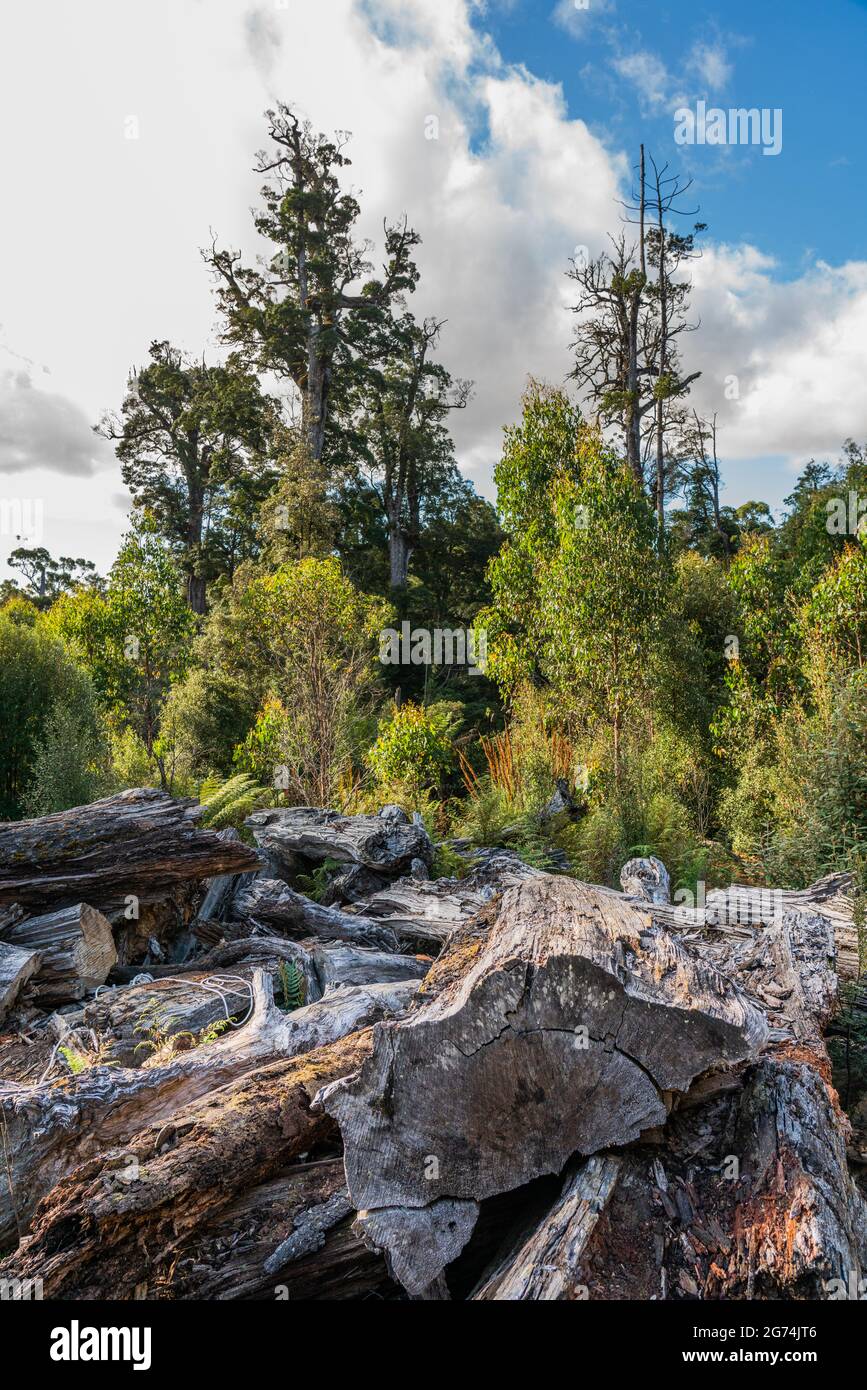 A shot of Forestry and deforestation in the Takayna Tarkine forest in ...