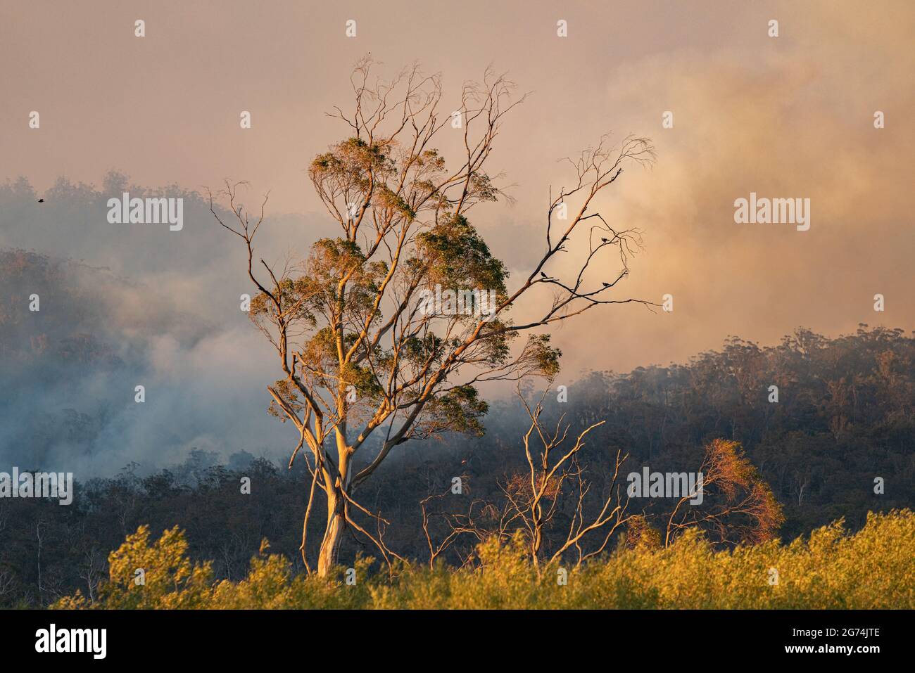 A shot of a tree in front of bushfire smoke at Fingal, Tasmania Stock ...