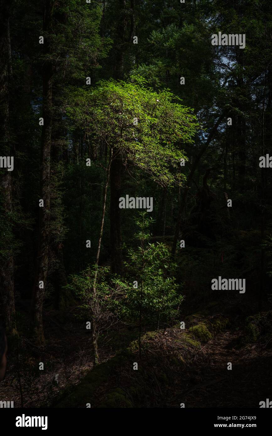 Takayna tarkine hi-res stock photography and images - Alamy