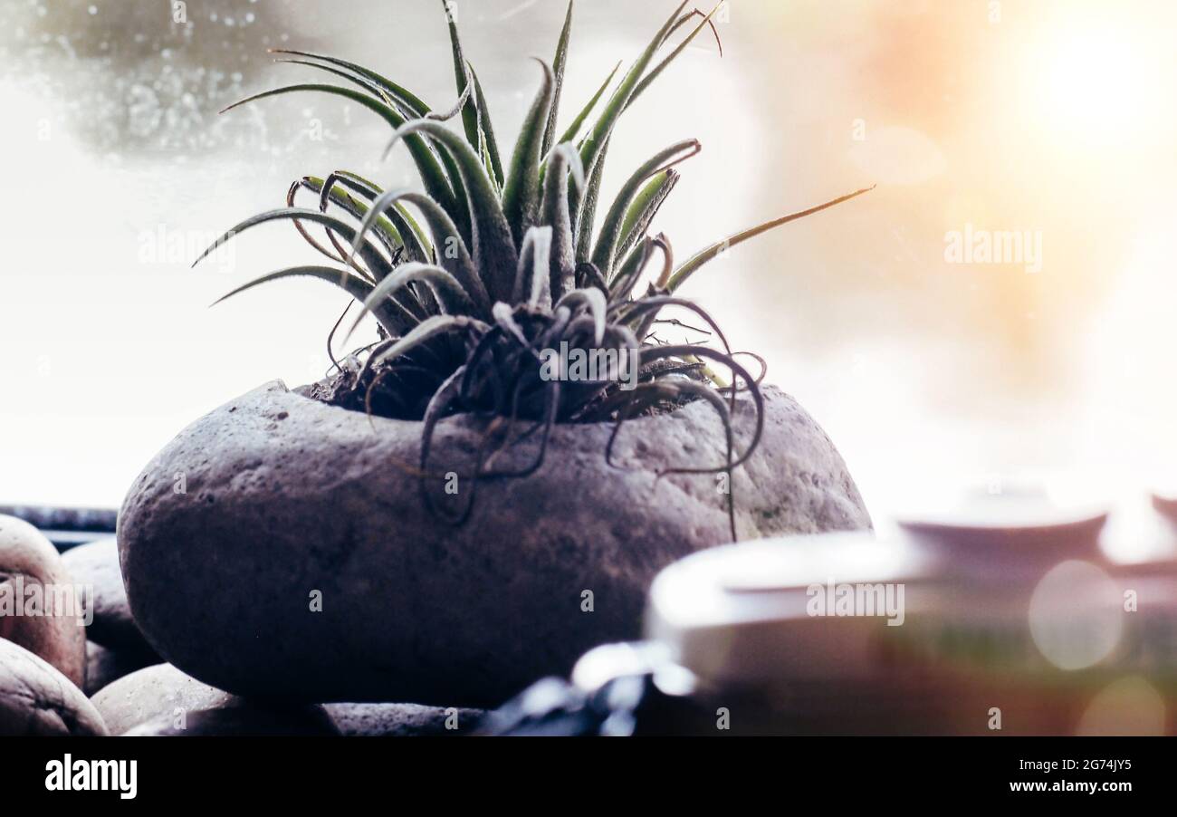 Indoor tree in a pot interior decoration. Japanese garden Zen style ...