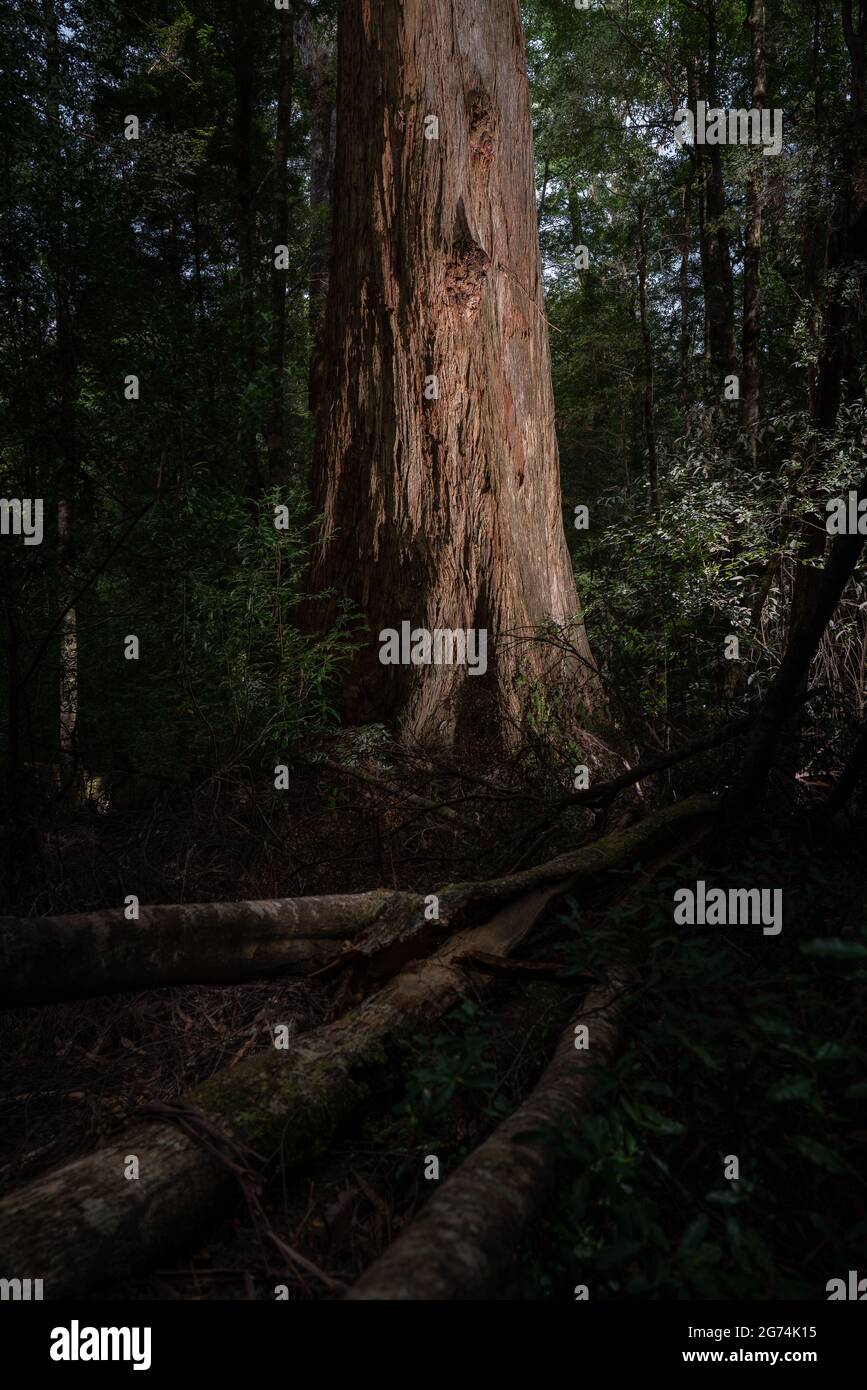 Takayna tarkine hi-res stock photography and images - Alamy