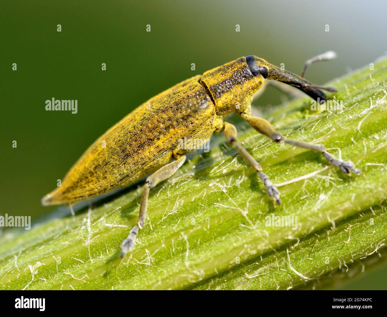 Macro of yellow weevil of genus Lixus seen from profile on stalk Stock ...
