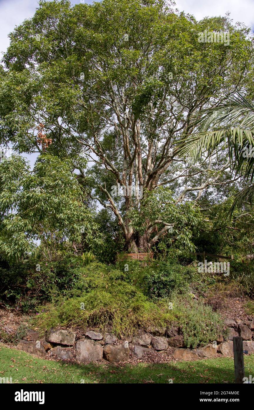 Kanooka gum hi-res stock photography and images - Alamy