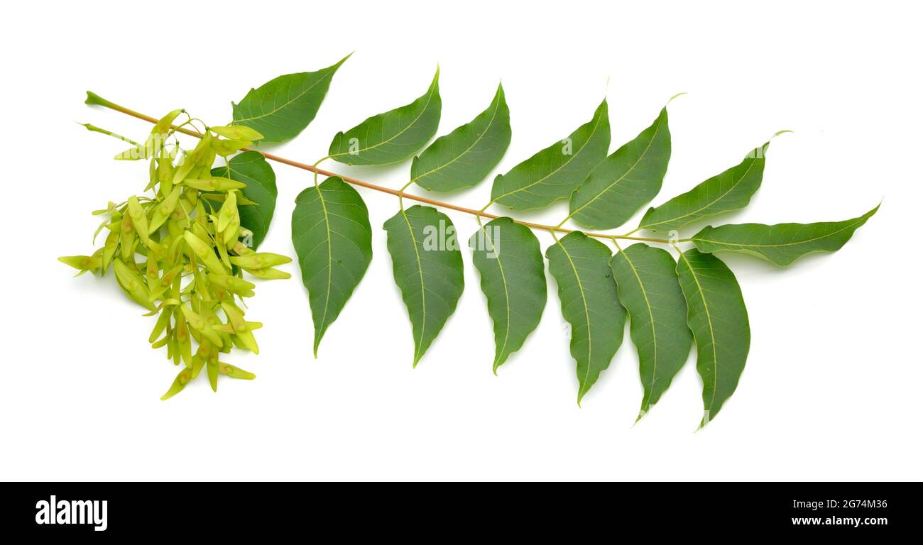 Chinese varnish tree Cut Out Stock Images & Pictures - Alamy