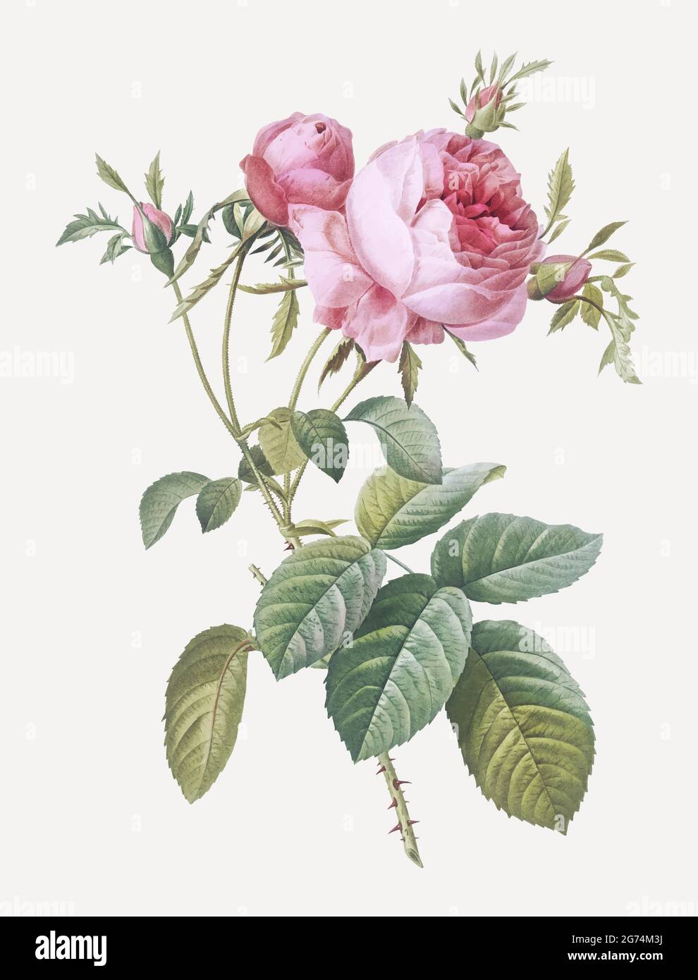 Mai Flower Stock Vector Images - Alamy