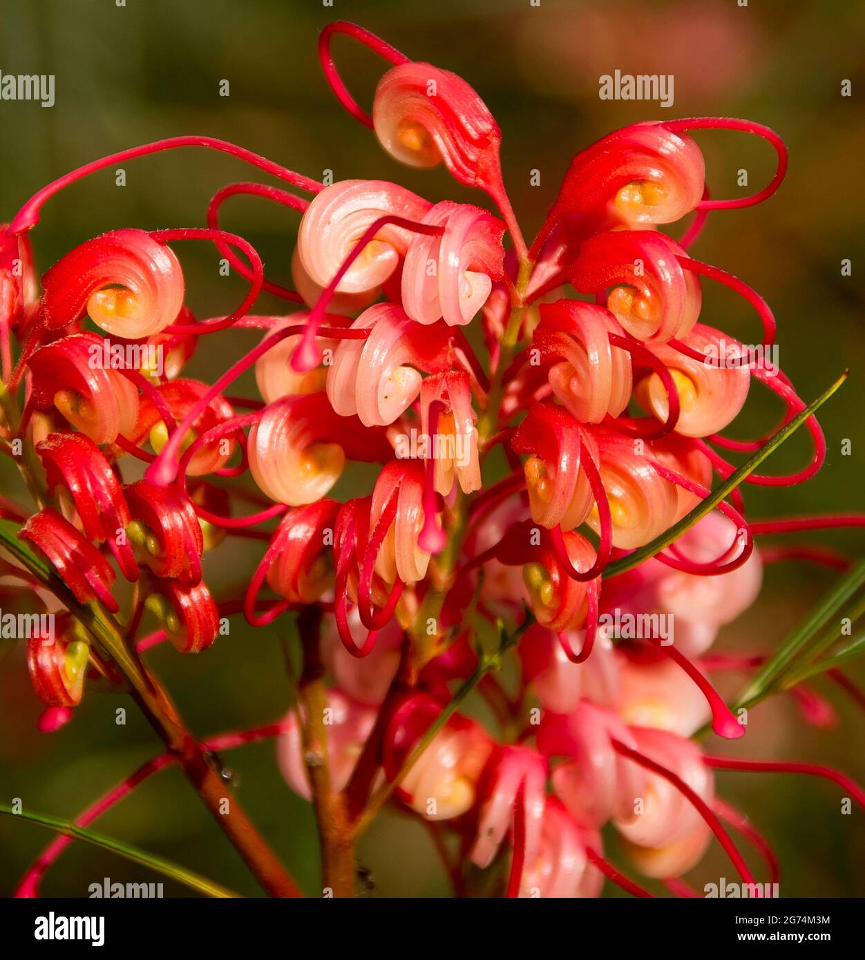 Red flower shrub australia hi-res stock photography and images - Alamy