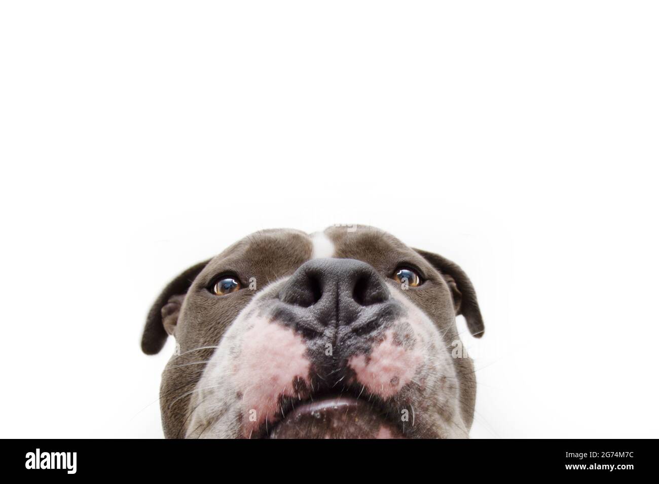 Close-up hide american bully dog head. Isolated on white background ...