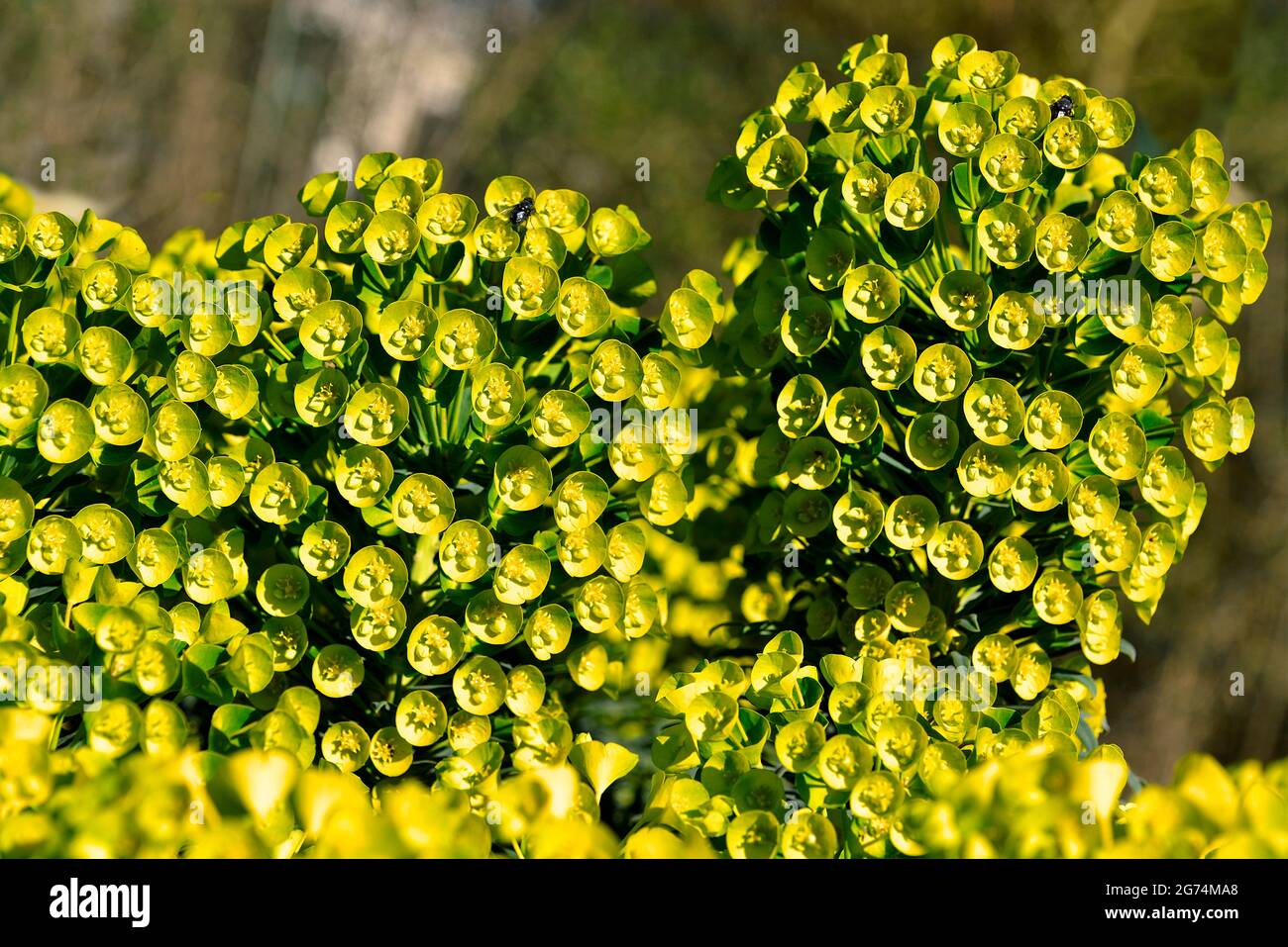 Euphorbia garden plant flower hi-res stock photography and images - Alamy