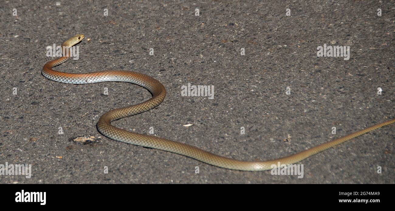 Yellow-faced whip snake,Demansia psammophis, slithering across tarmac ...