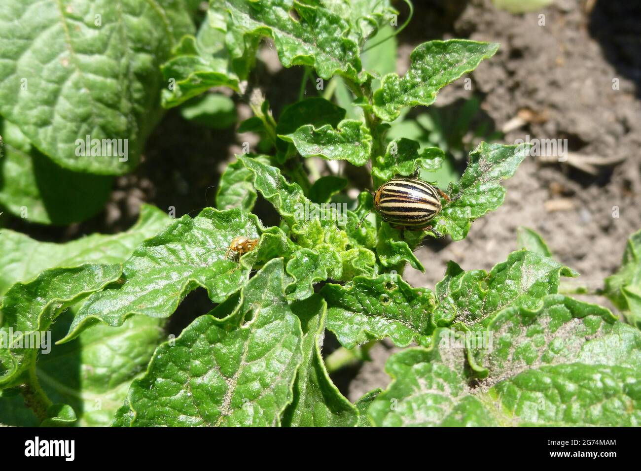 Colorado potato beetle, ten-striped spearman. Striped beetle eats ...