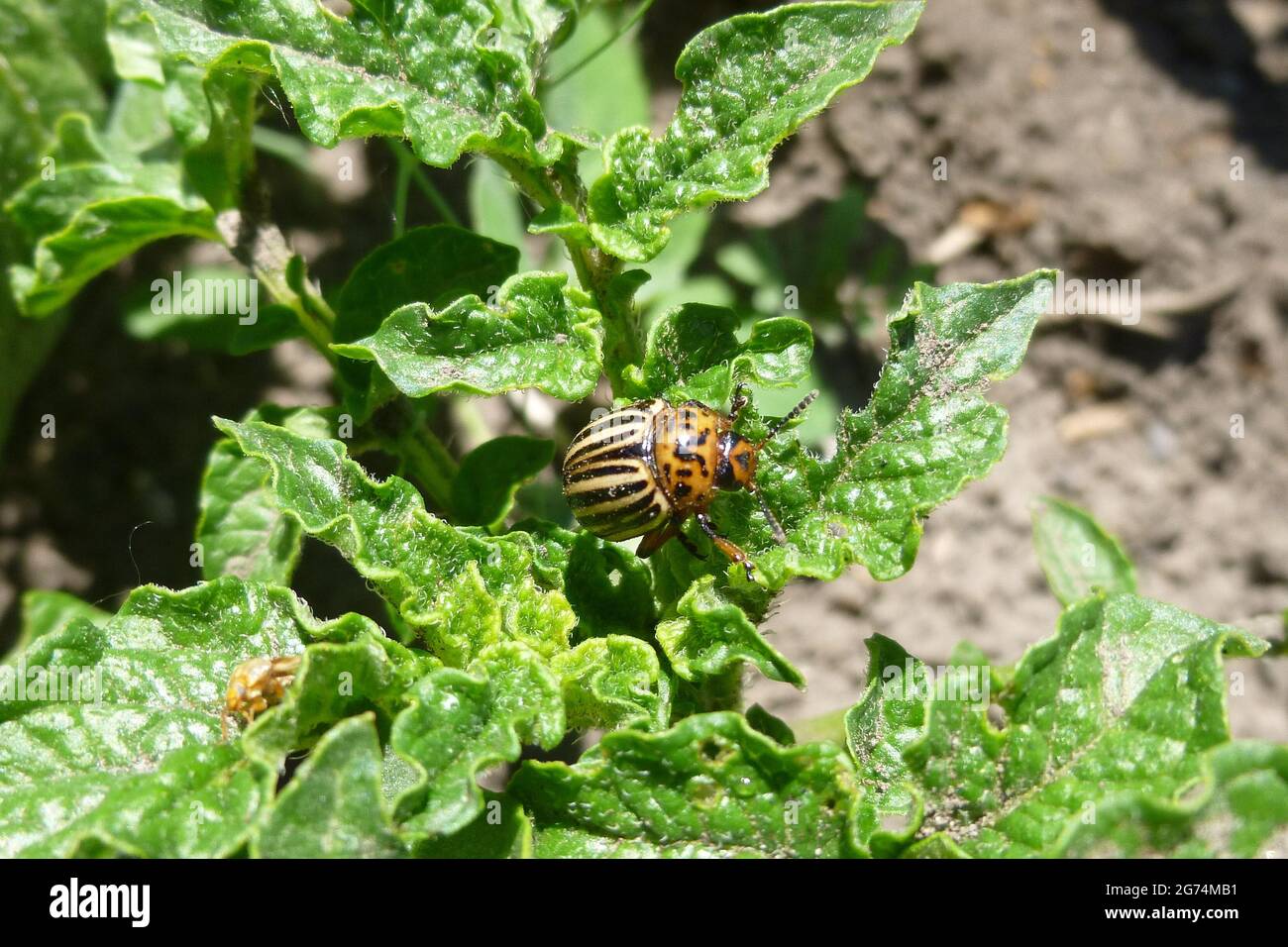 Colorado potato beetle, ten-striped spearman. Striped beetle eats ...