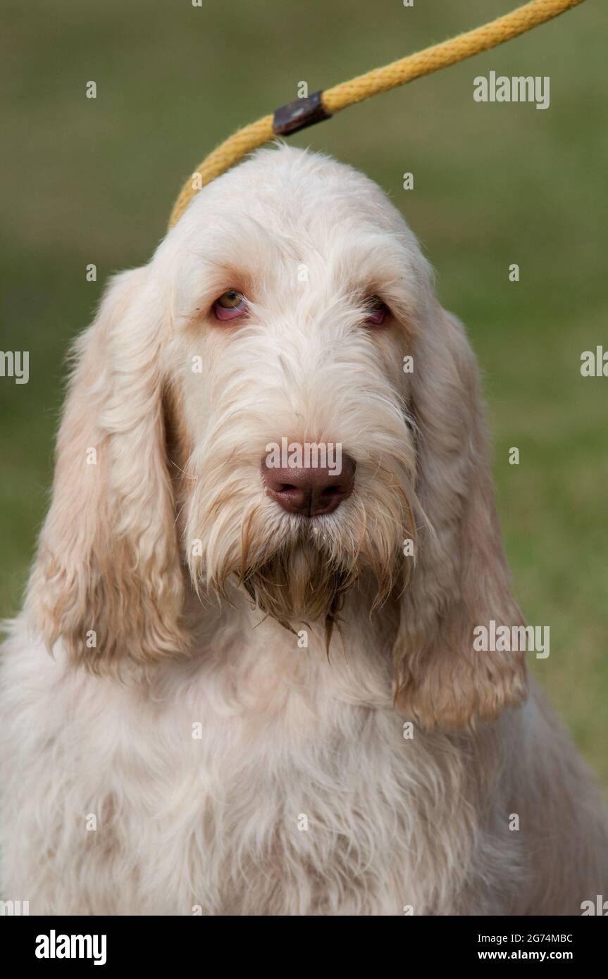 Spinone Italiano