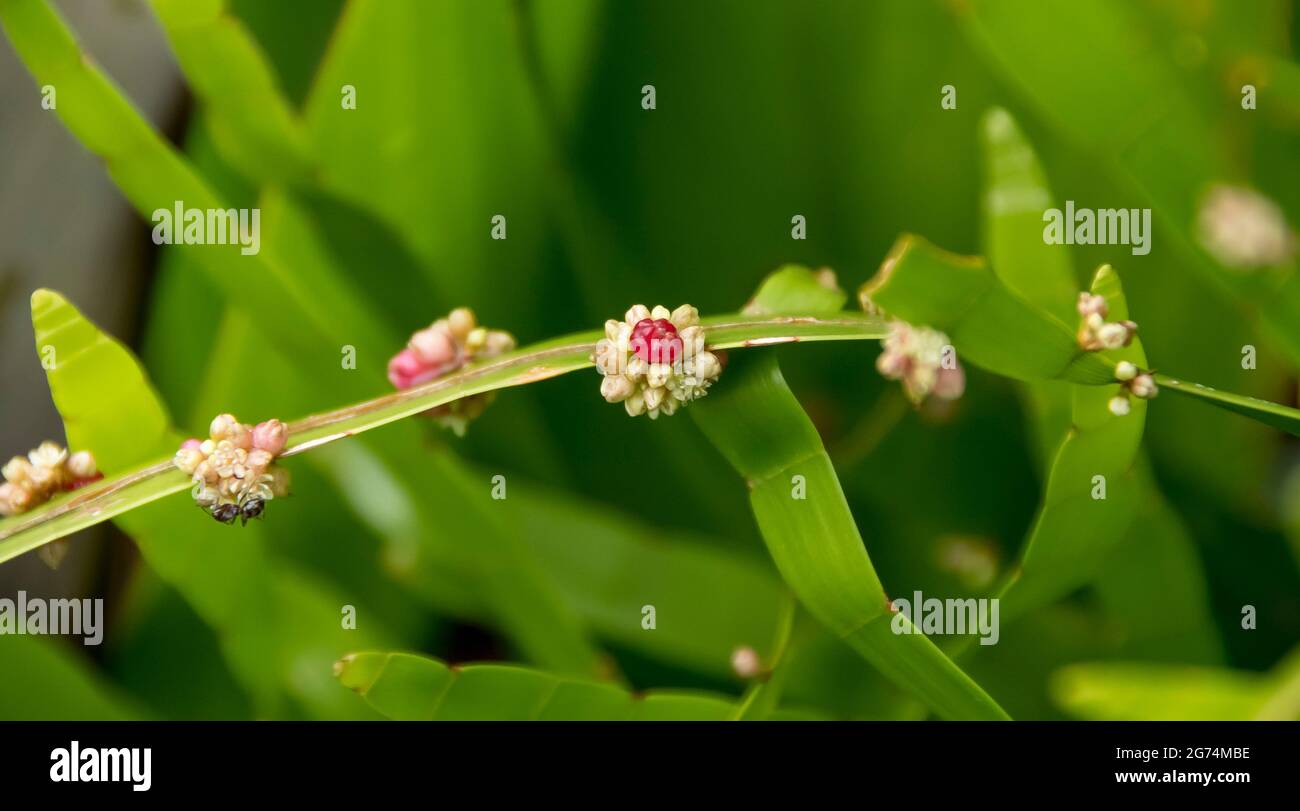 Ribbon Bush, Centipede Plant, Tapeworm Plant, Homalocladium platycladum ...