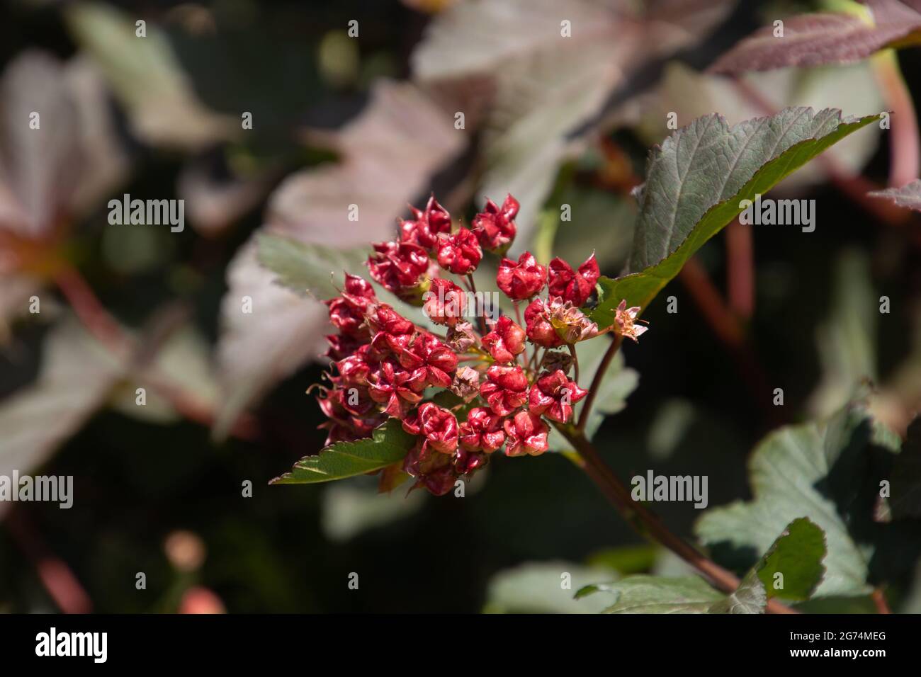 Flowering Ninebark also called Physocarpus opulifolius Diabolo with ...