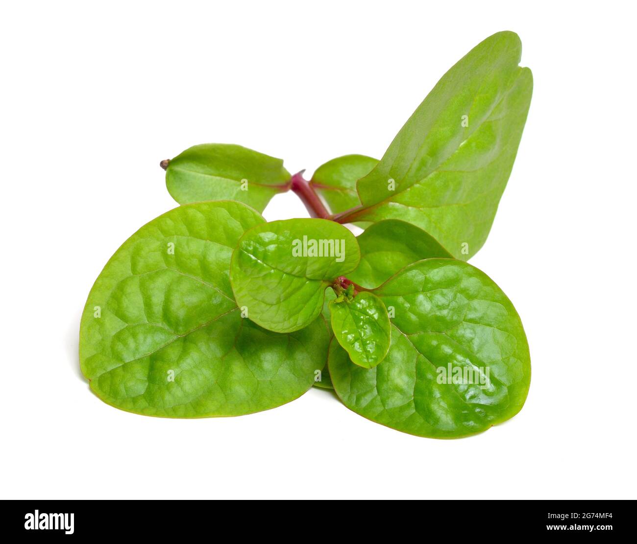 Basella alba is known under various common names, including Malabar ...