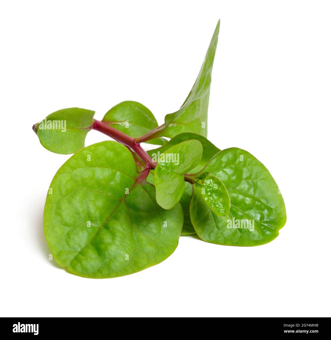 Basella alba is green Cut Out Stock Images & Pictures - Alamy