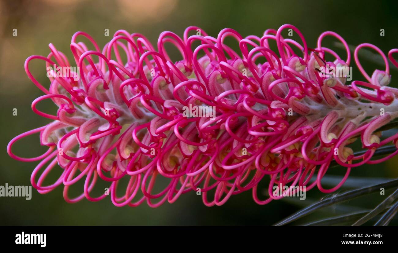 Close-up along length of vivid, bright pink native Austrlian grevillea ...