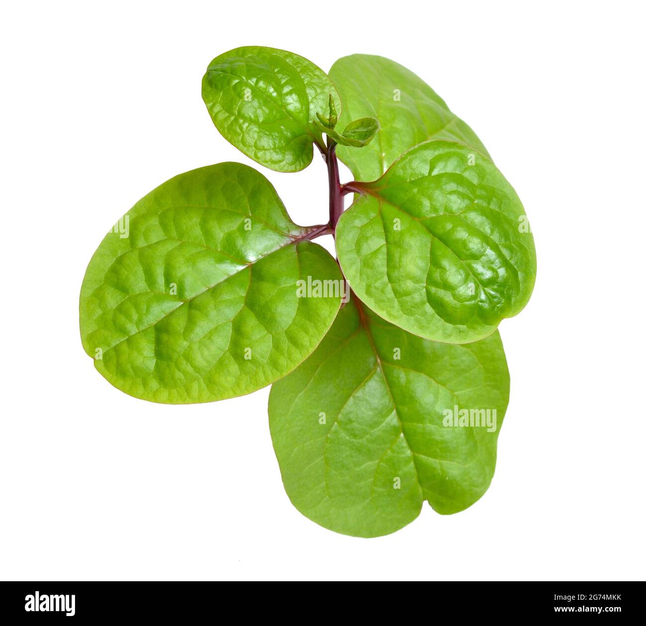 Basella alba is known under various common names, including Malabar ...