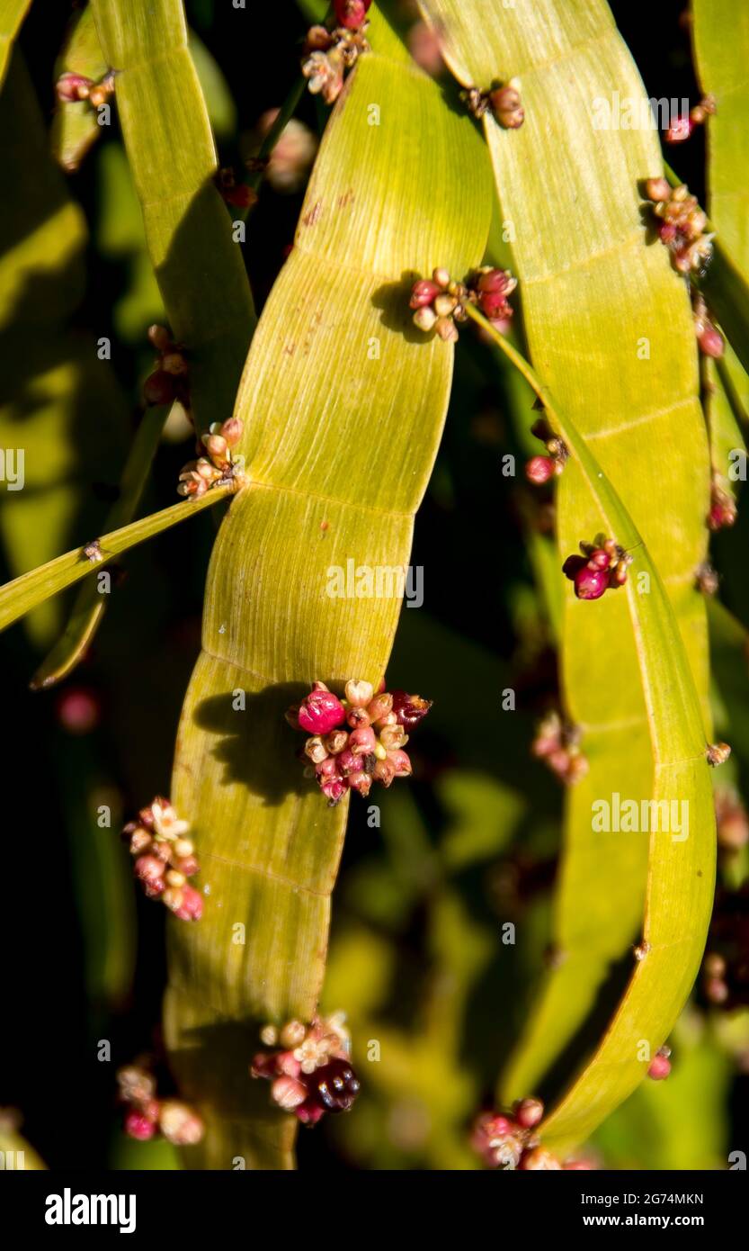 Ribbon Bush, Centipede Plant, Tapeworm Plant, Homalocladium platycladum ...