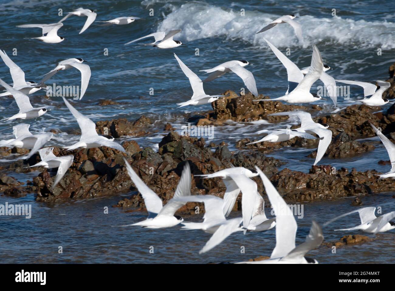 Terns flying at Plimmerton, Porirua, Wellington, North Island, New ...