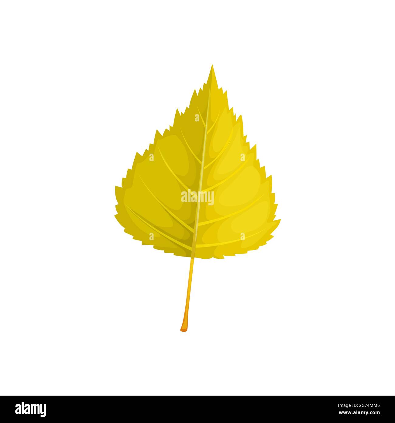 Leaf linden elm birch Cut Out Stock Images & Pictures - Alamy