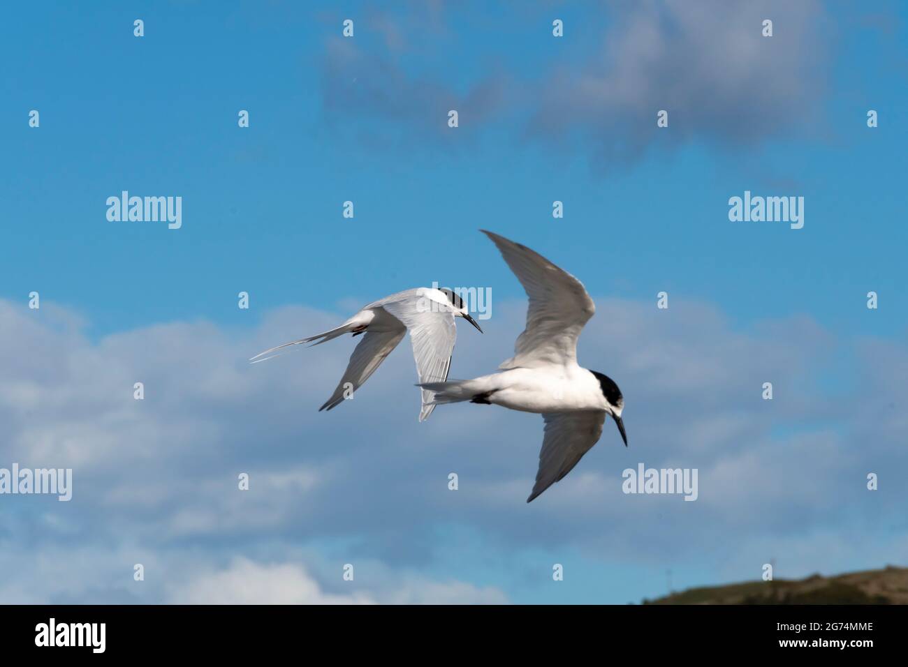 Terns flying at Plimmerton, Porirua, Wellington, North Island, New ...