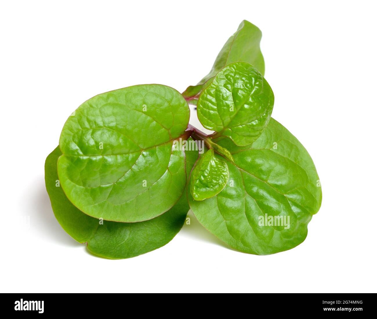 Basella alba is known under various common names, including Malabar ...