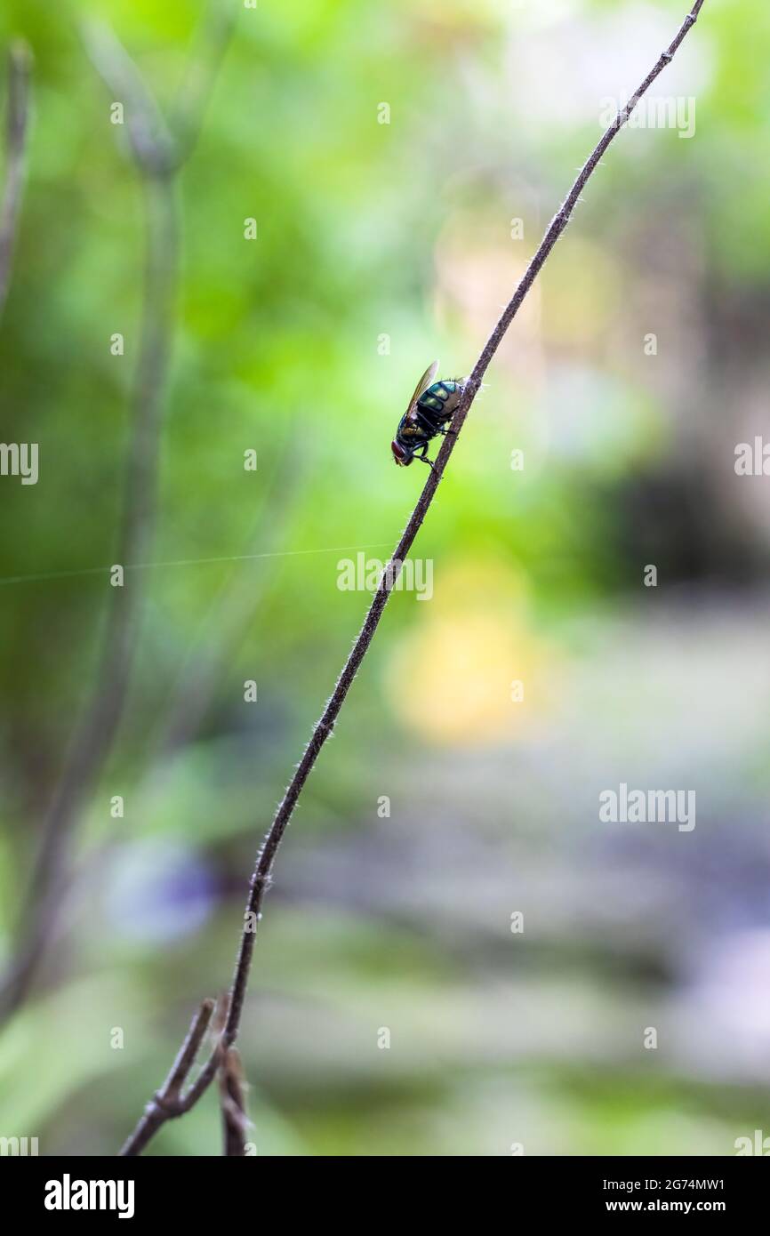 Holy basil insects hi-res stock photography and images - Alamy