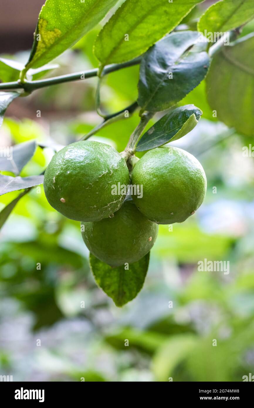 A bunch of green lime fruit growing on the tree inside of an ...