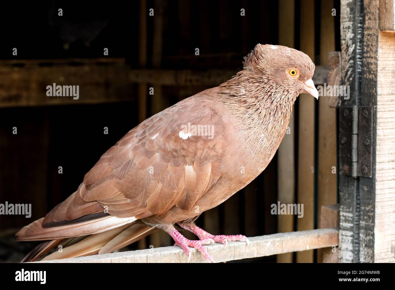 Pigeon loft roof hi-res stock photography and images - Alamy