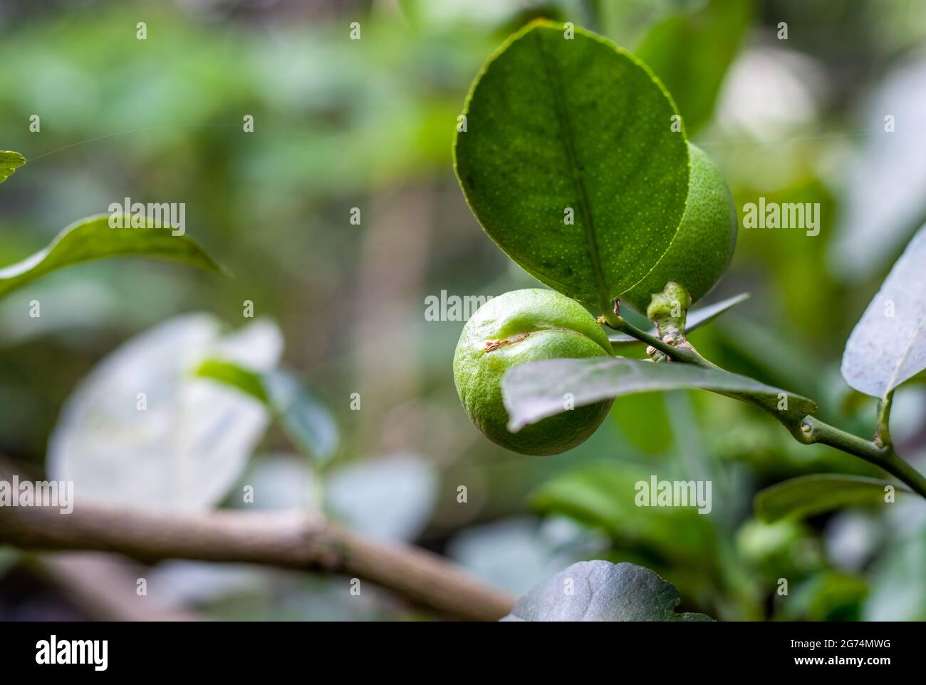 Abnormal plants hi-res stock photography and images - Alamy