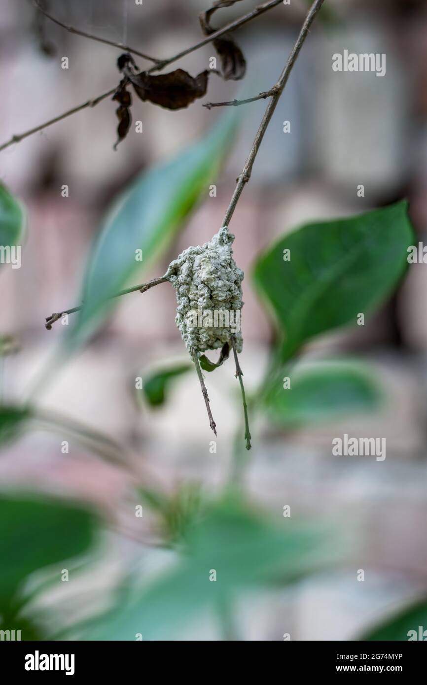 Insect builds a nest with the soil on a dead tree branch Stock Photo ...