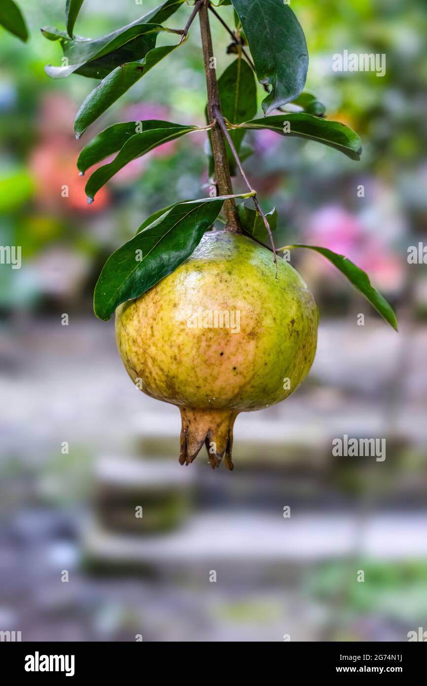 Organic pomegranate fruit close up on the tree in the garden Stock ...