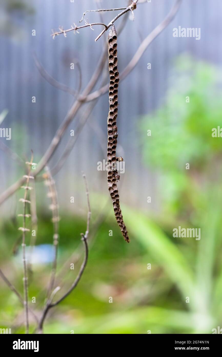 Holy basil insects hi-res stock photography and images - Alamy