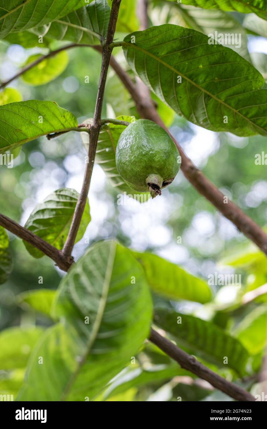 Young guava hi-res stock photography and images - Alamy