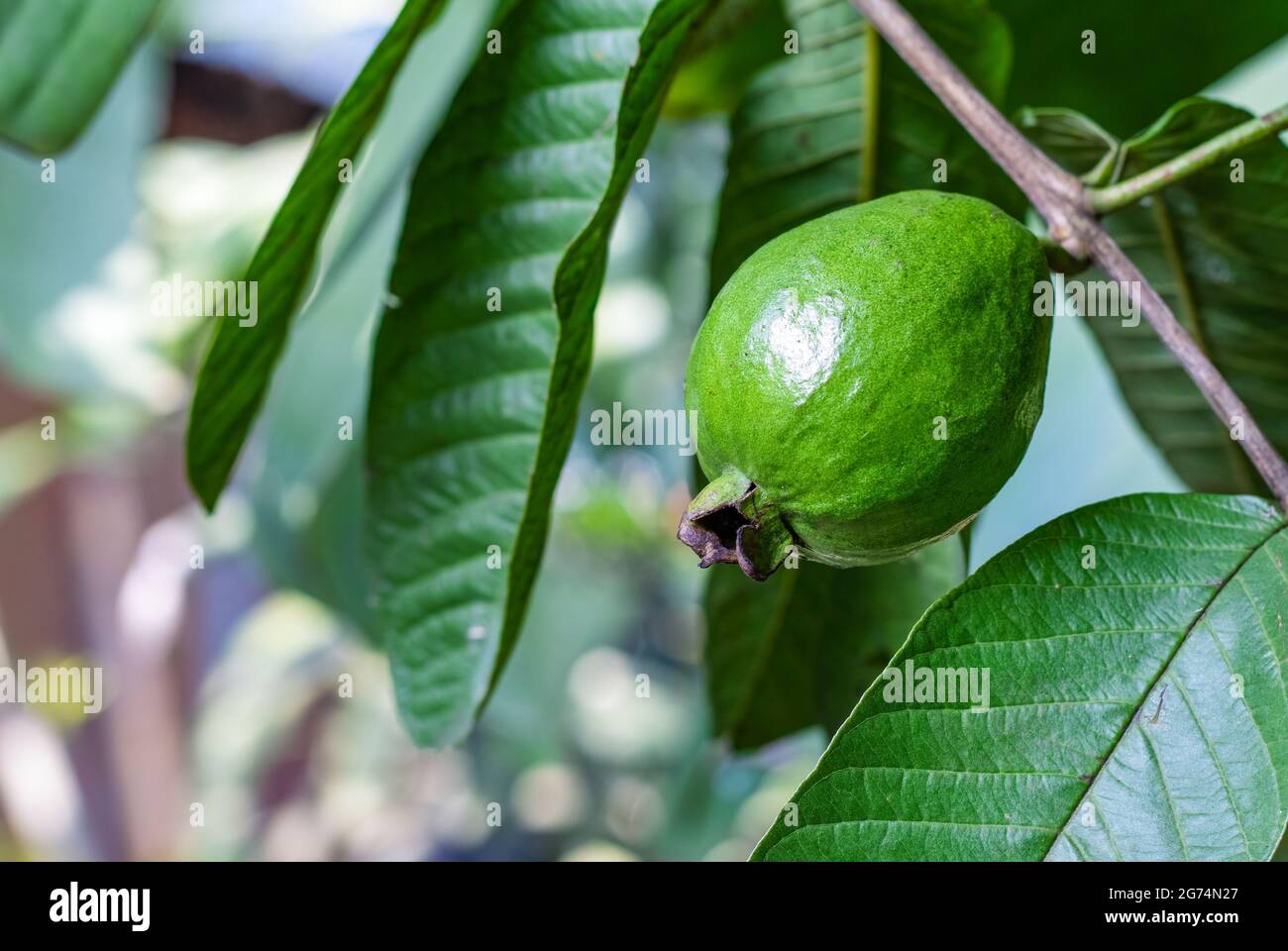 Young guava hi-res stock photography and images - Alamy