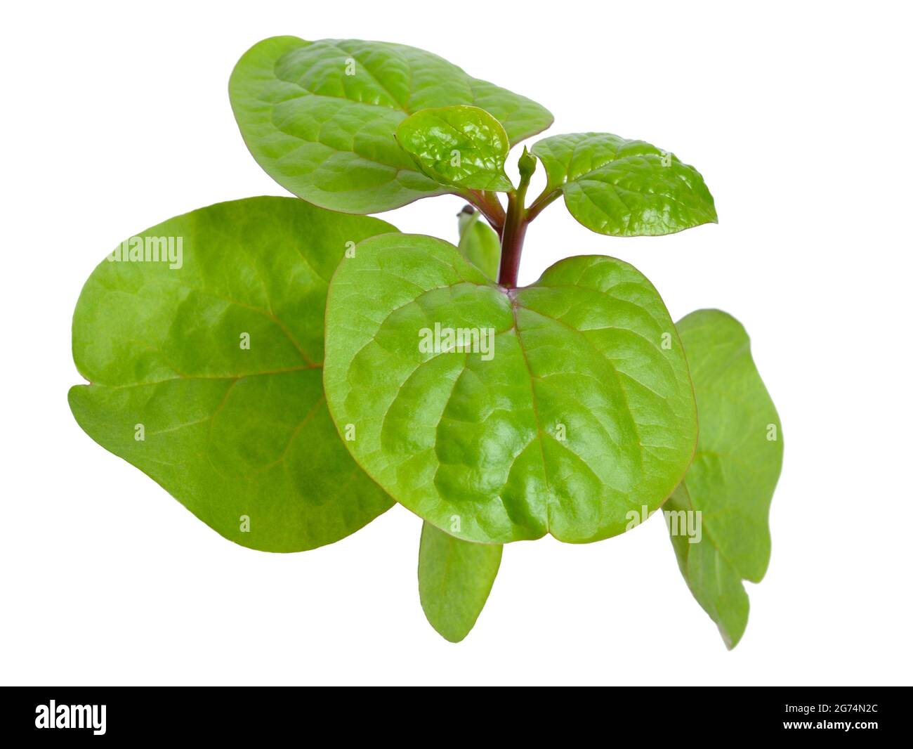 Basella alba is known under various common names, including Malabar ...