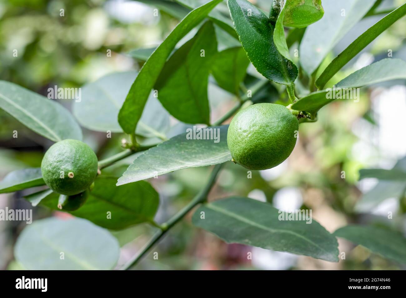 Lemon tree young leaves citrus hi-res stock photography and images - Alamy