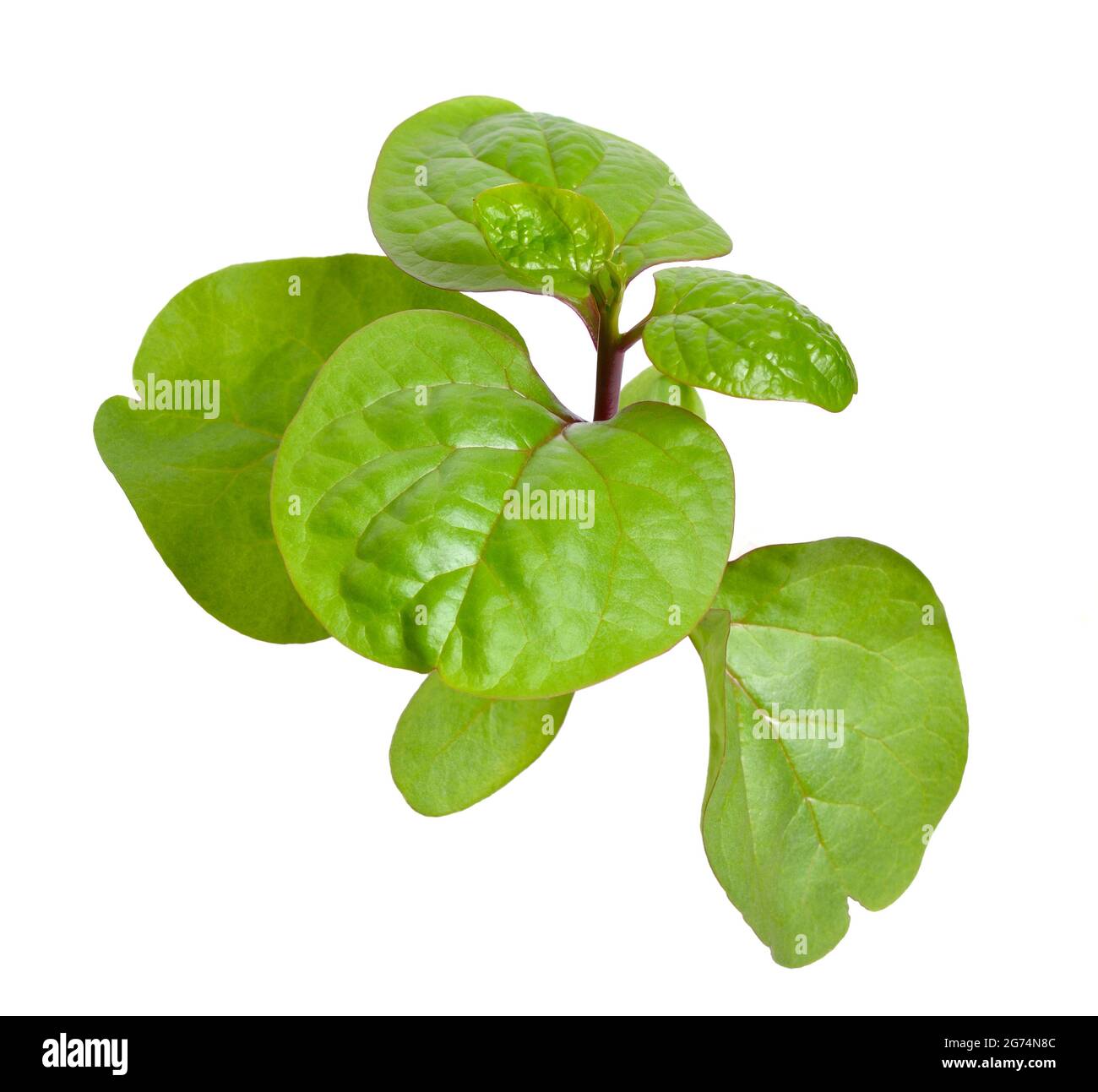 Basella alba is known under various common names, including Malabar ...