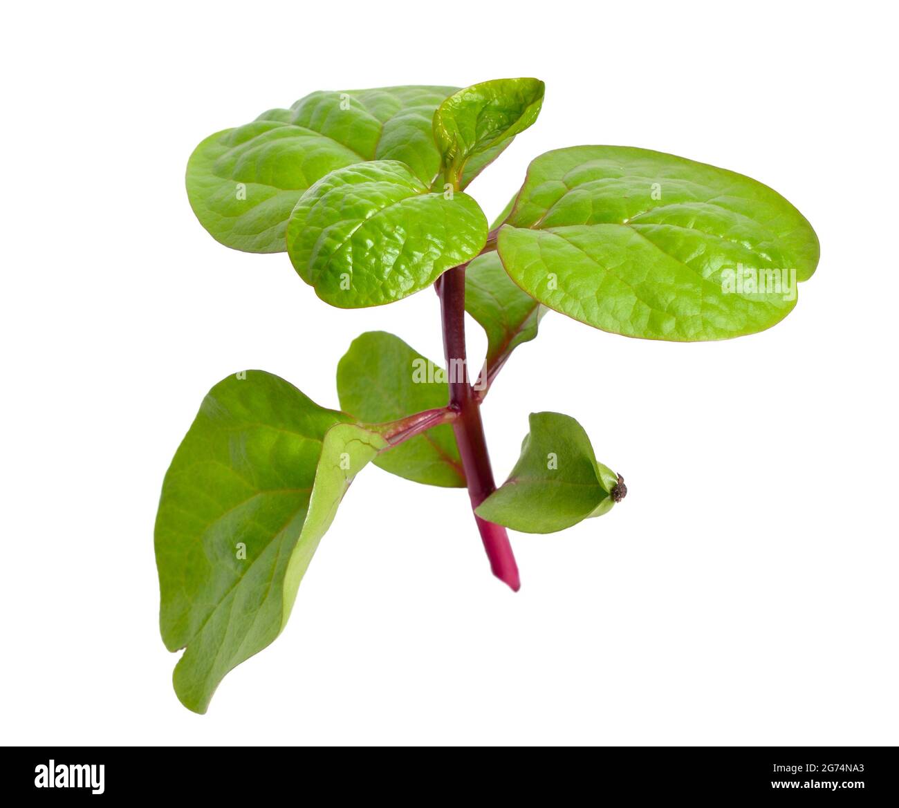 Basella alba is known under various common names, including Malabar ...