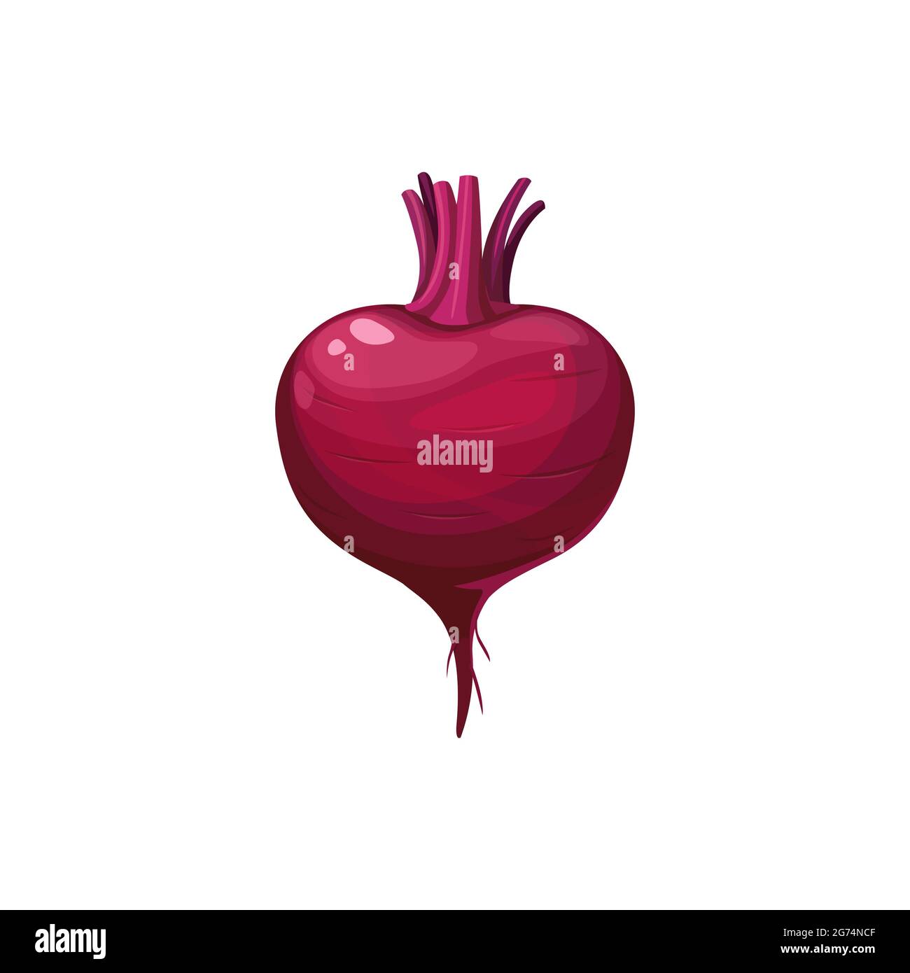 Ripe beetroot, fresh beet vector vegetable, natural healthy food ...