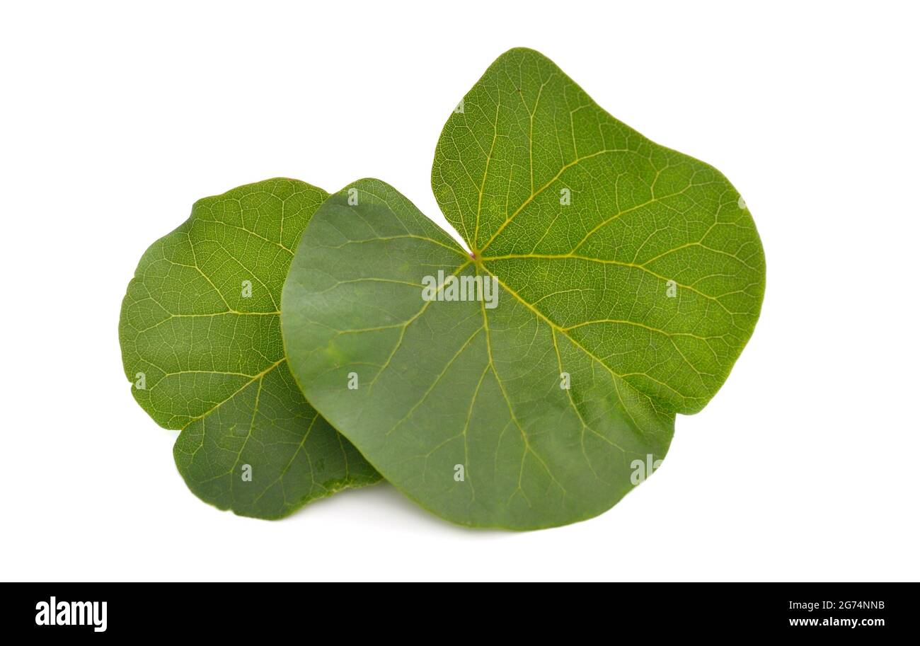 Cercis siliquastrum, commonly known as the Judas tree or Judas-tree ...