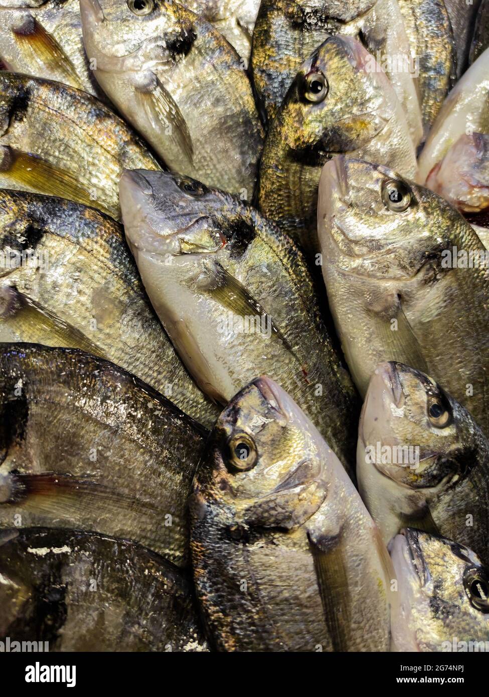 Fresh gilthead seabream fishes on the market Stock Photo - Alamy