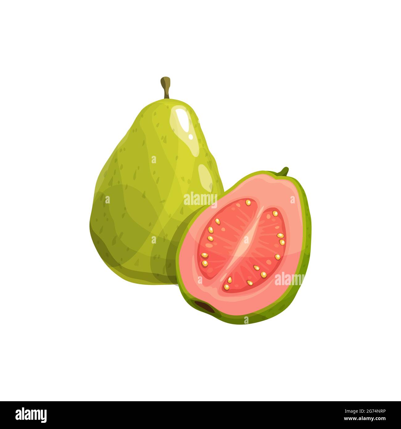 Guava fruit, vector fresh tropical plant. Isolated whole and half ...