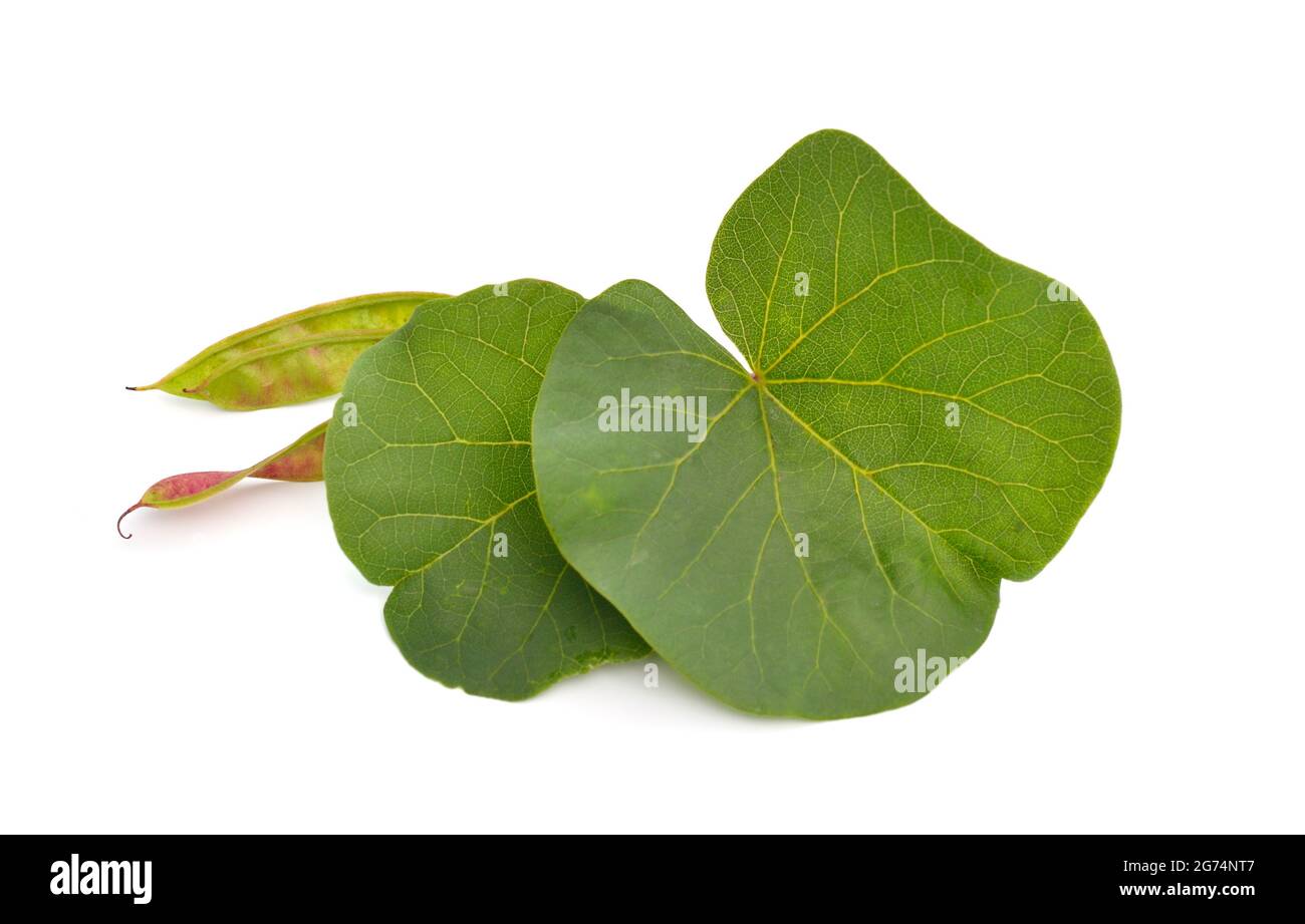 Cercis siliquastrum, commonly known as the Judas tree or Judas-tree ...