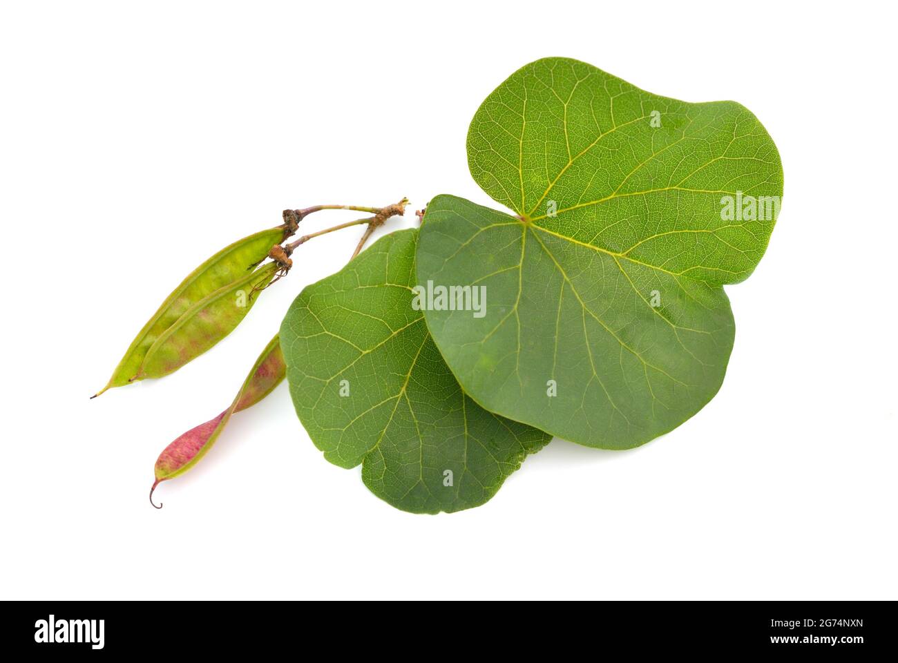 Cercis siliquastrum, commonly known as the Judas tree or Judas-tree ...