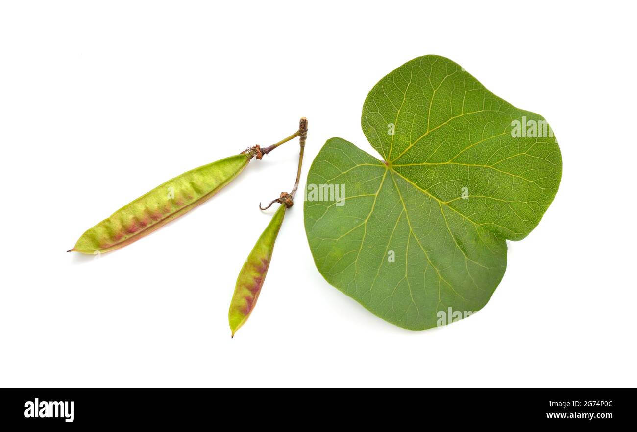 Cercis siliquastrum, commonly known as the Judas tree or Judas-tree ...