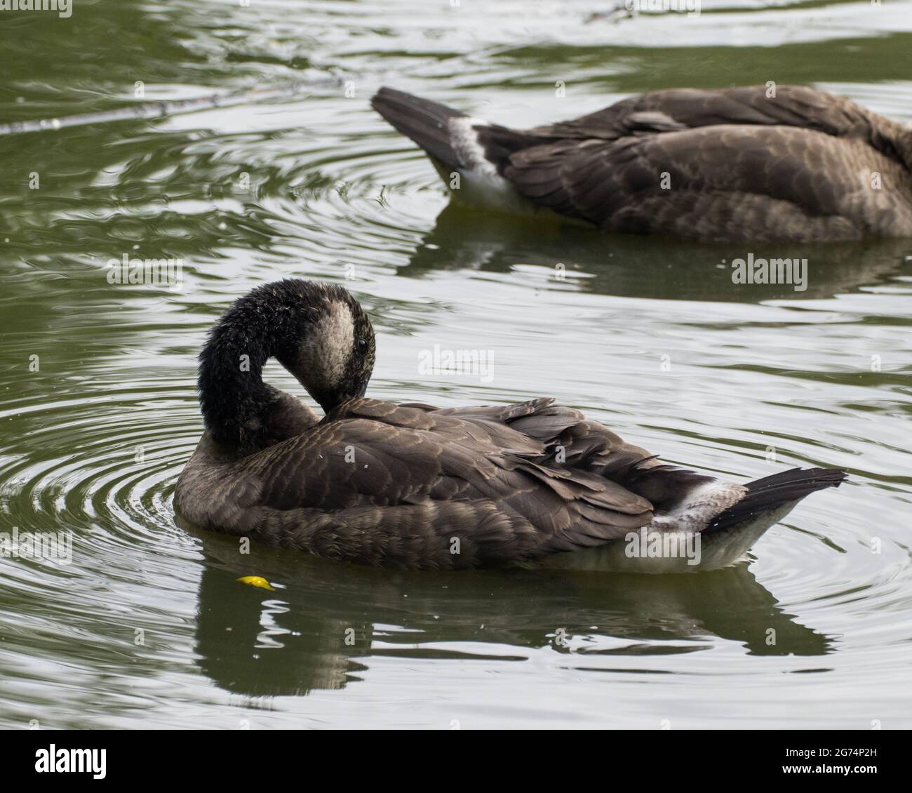 Canada goose on water hi-res stock photography and images - Alamy