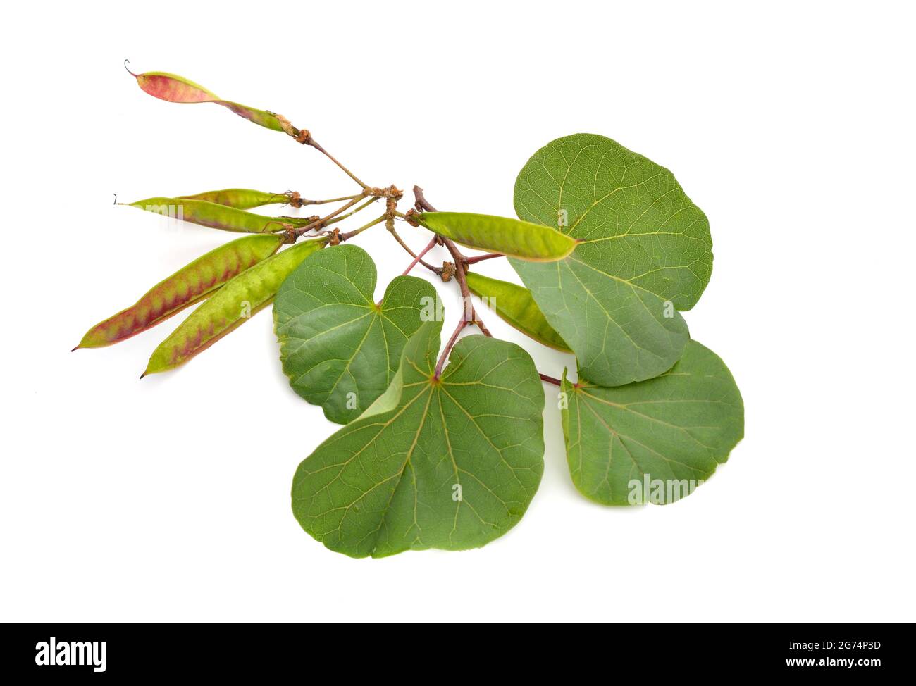 Cercis siliquastrum, commonly known as the Judas tree or Judas-tree ...