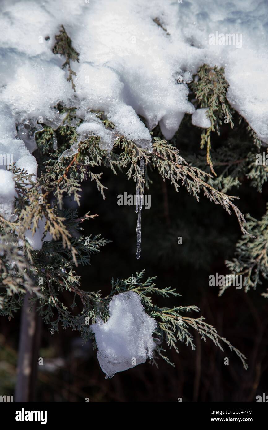 Conifer garden hi-res stock photography and images - Alamy
